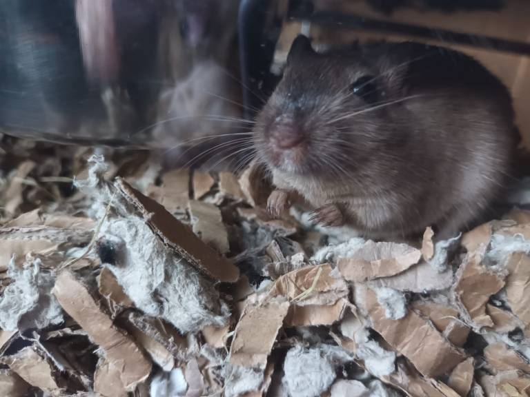 Gerbil Care – Promoting best practice for gerbil care and welfare