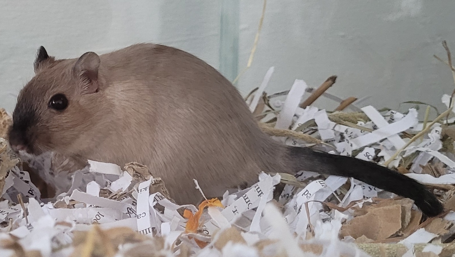 Substrate, bedding & nest boxes – Gerbil Care