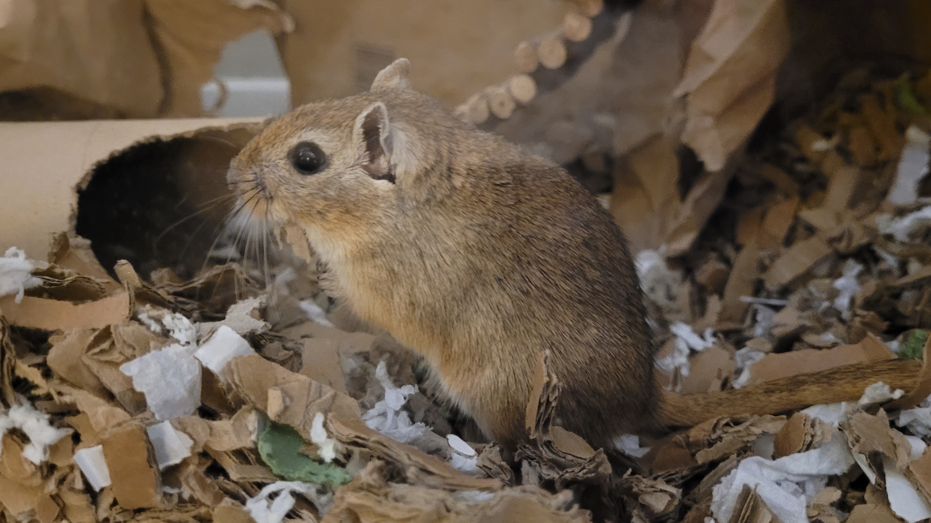 Substrate, bedding & nest boxes – Gerbil Care