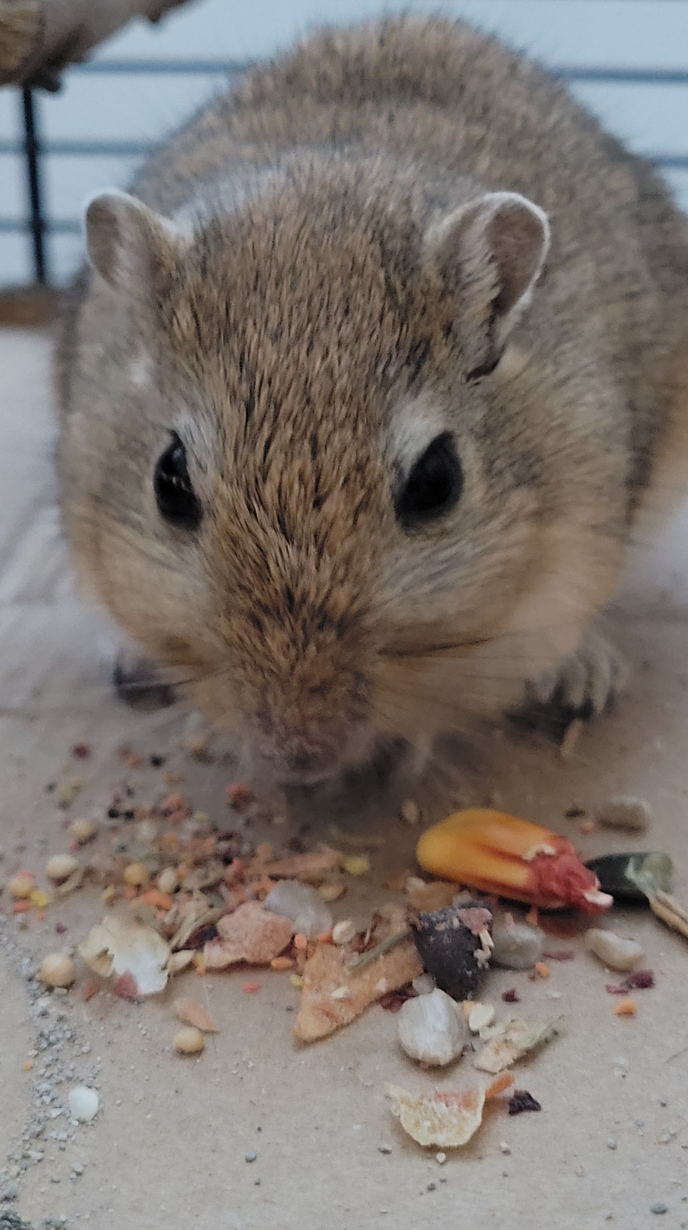 Substrate, bedding & nest boxes – Gerbil Care