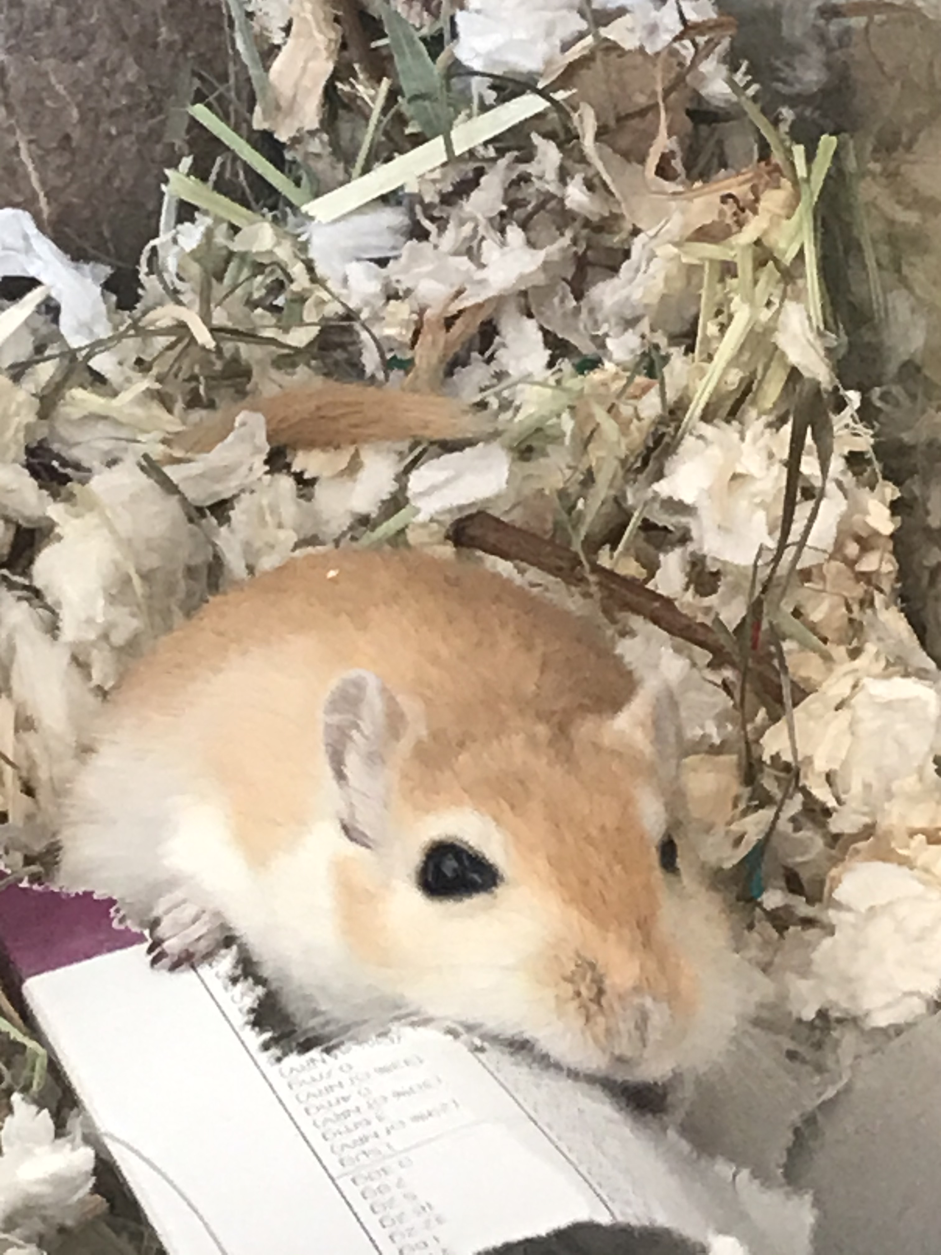 Gerbil Care – Promoting best practice for gerbil care and welfare