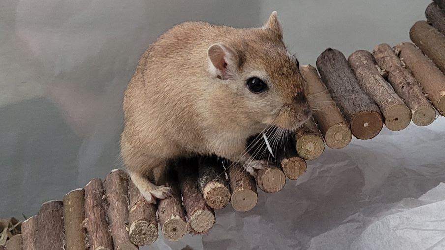 Adopt don’t shop – where to find Gerbils & Rescue Centres? – Gerbil Care