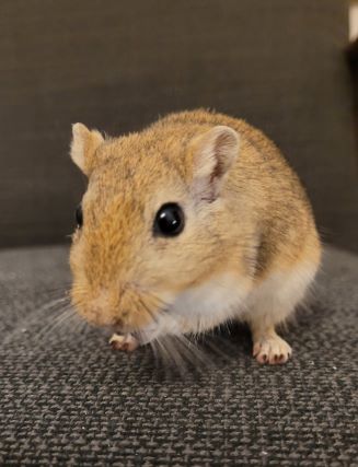 Getting Started. What do I need? Where do I get it? – Gerbil Care