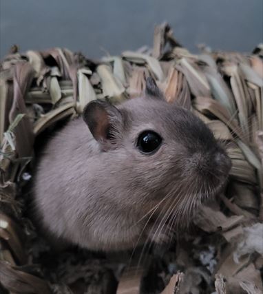 Getting Started. What do I need? Where do I get it? – Gerbil Care