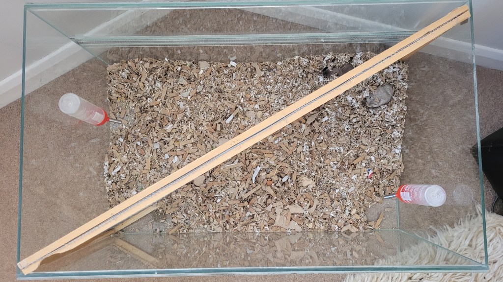 Bonding & Split Cage – Gerbil Care