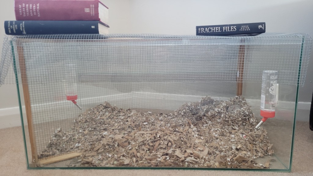 Bonding & Split Cage – Gerbil Care