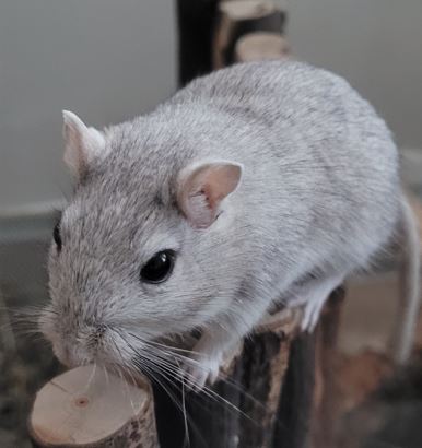 Gerbil Care – Promoting best practice when it comes to gerbil care and ...