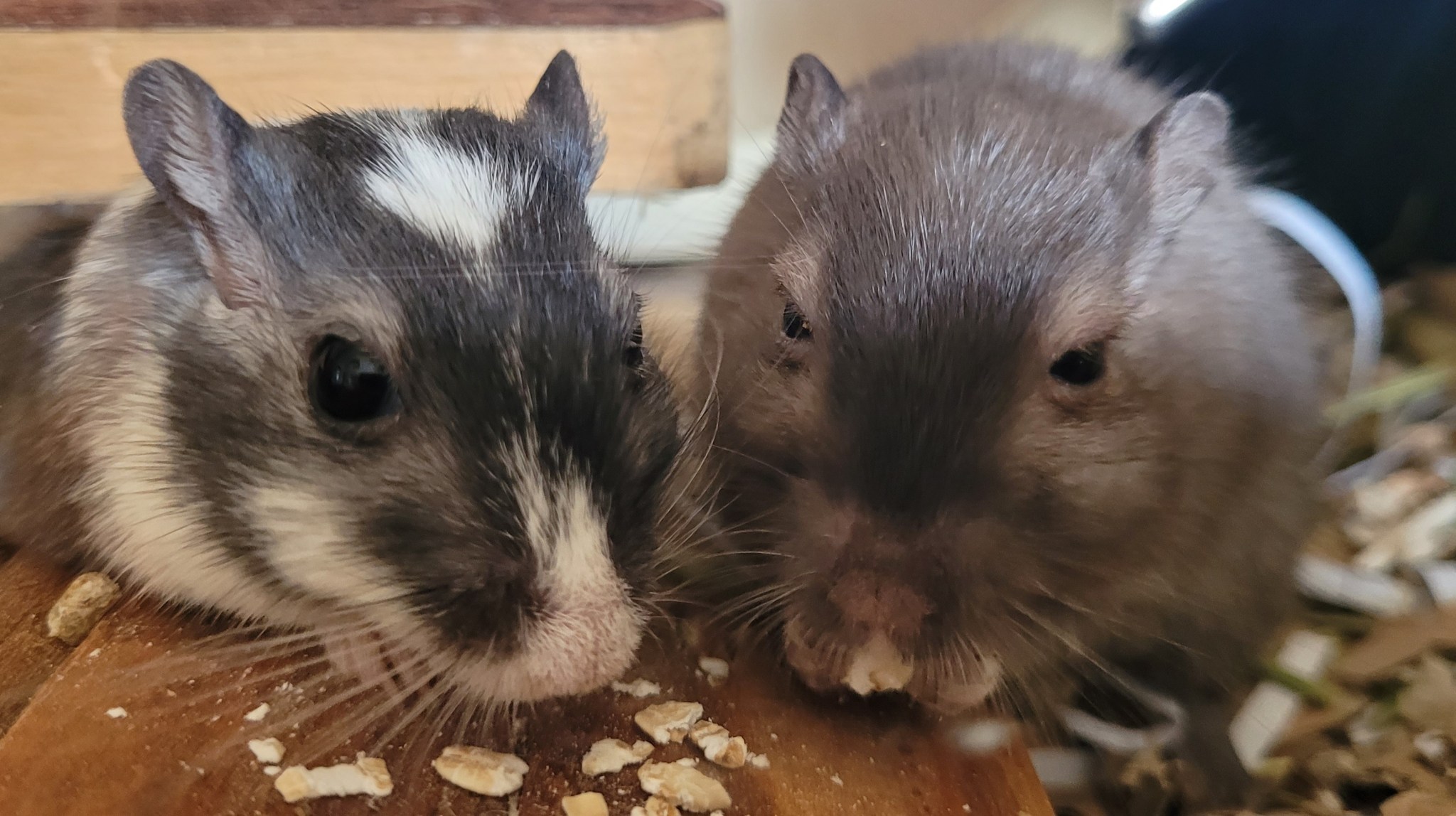 Gerbil Diet, Food & Water – Gerbil Care