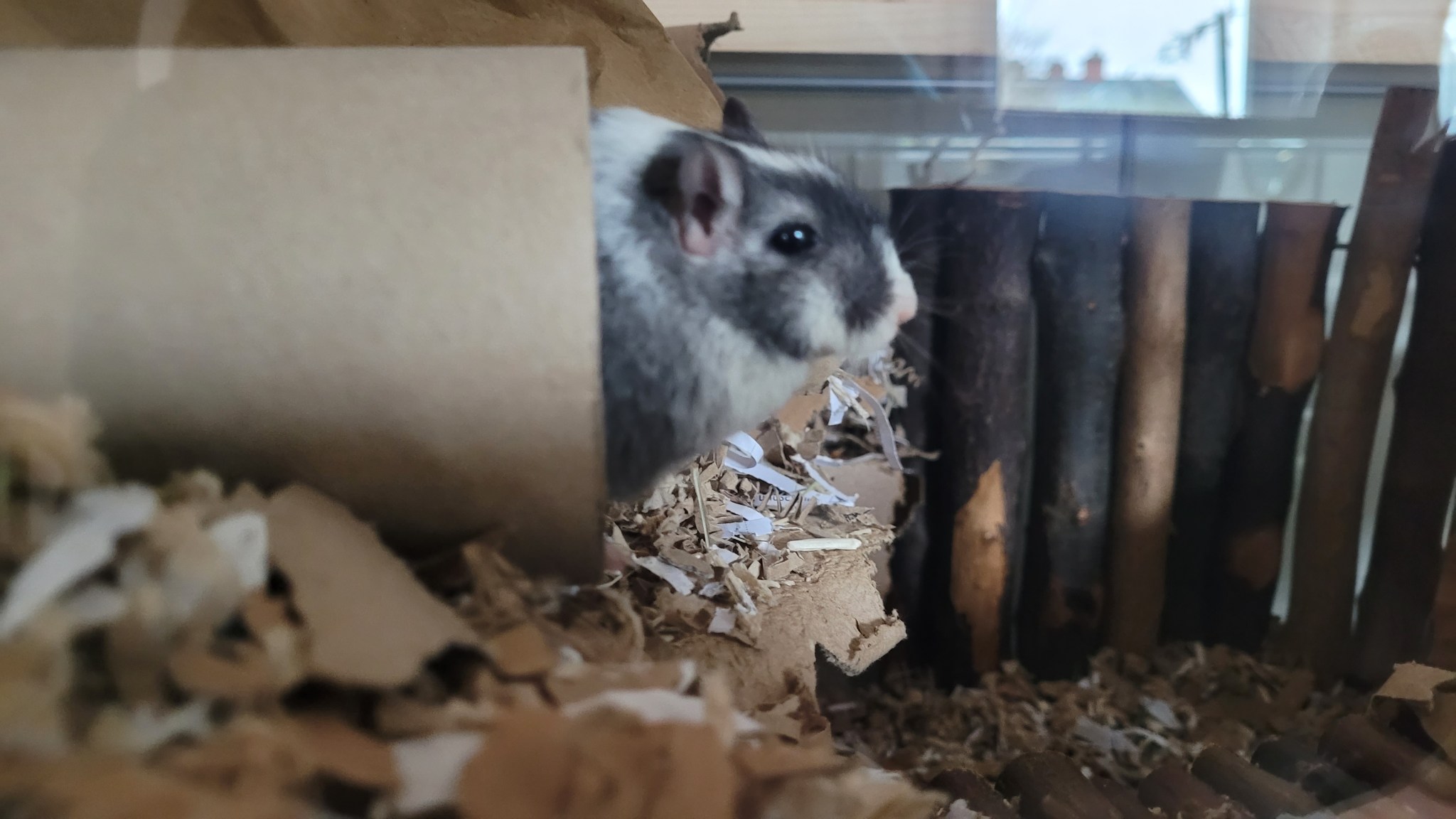 Enrichment, Wheels & Sandbaths – Gerbil Care