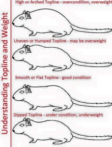 Gerbil Diet, Food & Water – Gerbil Care