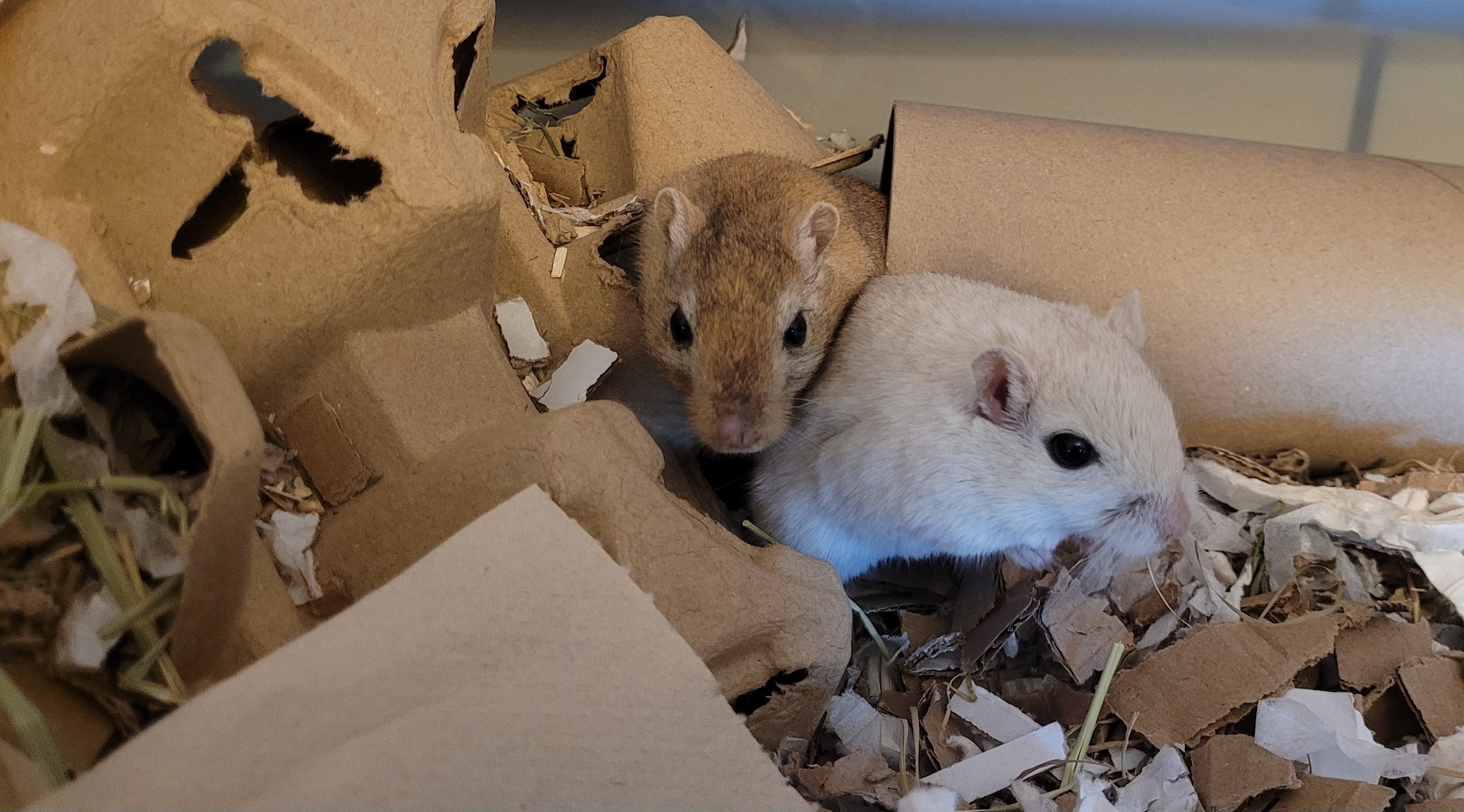 UK Vets – Gerbil Care – Gerbil Care