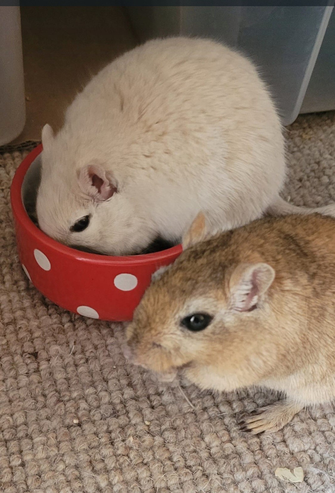 Gerbil Diet, Food & Water – Gerbil Care