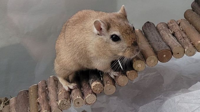 What is a Gerbil? Is it the right pet for me? – Gerbil Care