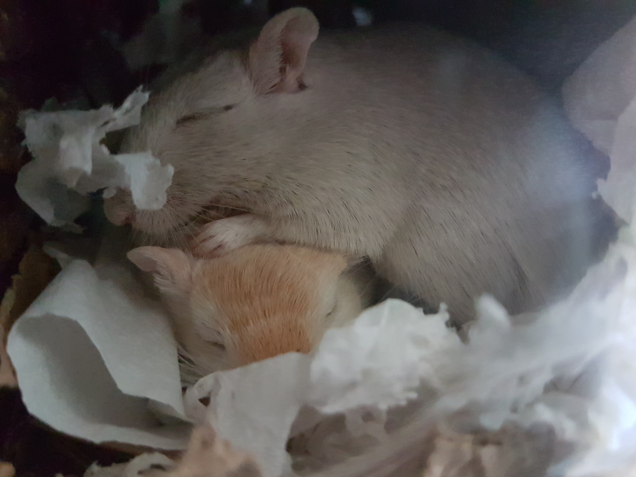What is a Gerbil? Is it the right pet for me? – Gerbil Care
