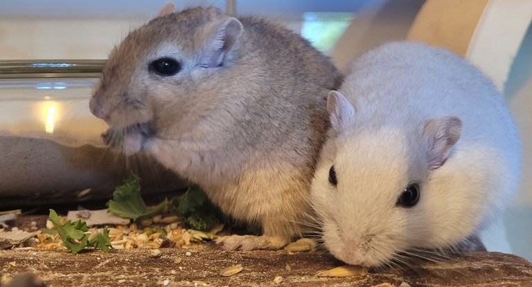 Gerbil Diet, Food & Water – Gerbil Care