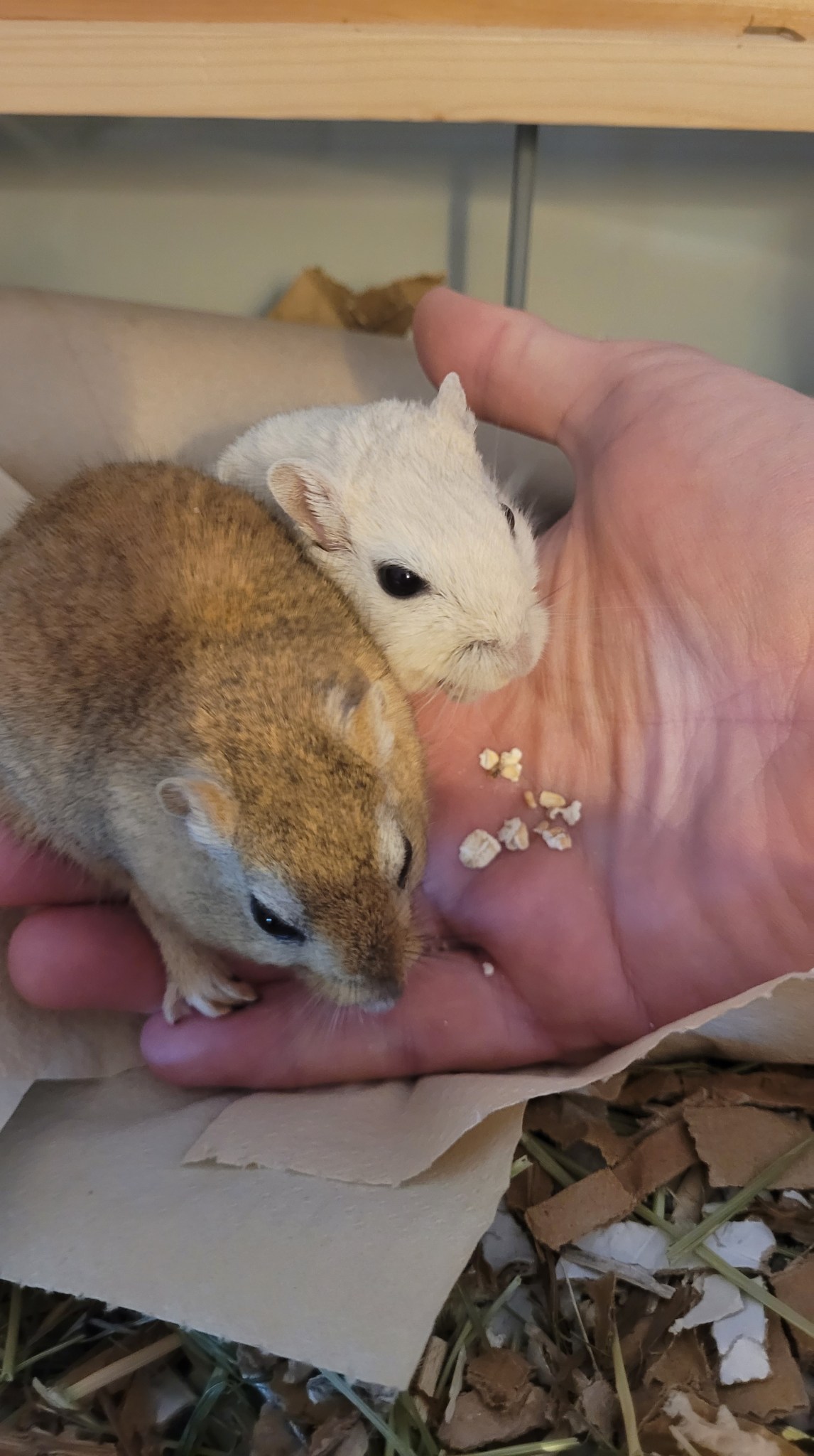 Gerbil Diet, Food & Water – Gerbil Care