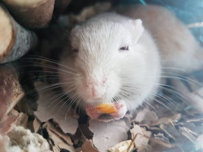 Gerbil Diet, Food & Water – Gerbil Care