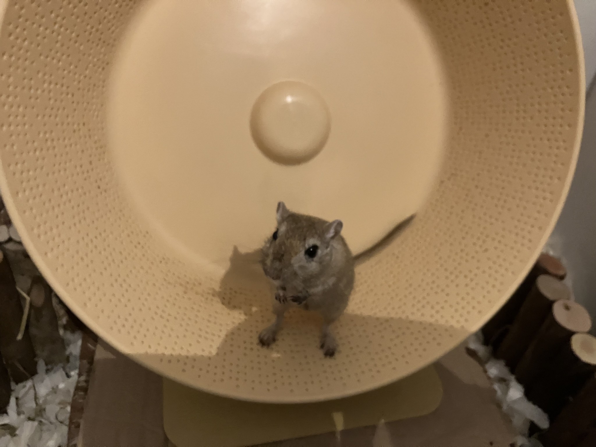 What are Gerbils? Are they the right pet for me? – Gerbil Care