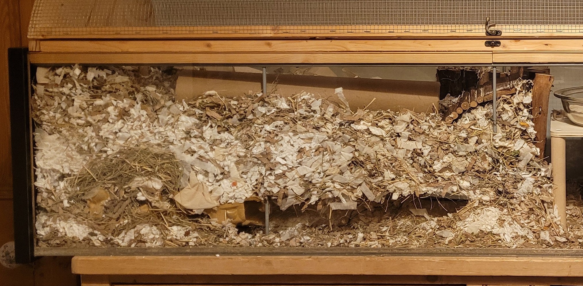 What is a Gerbil? Is it the right pet for me? – Gerbil Care